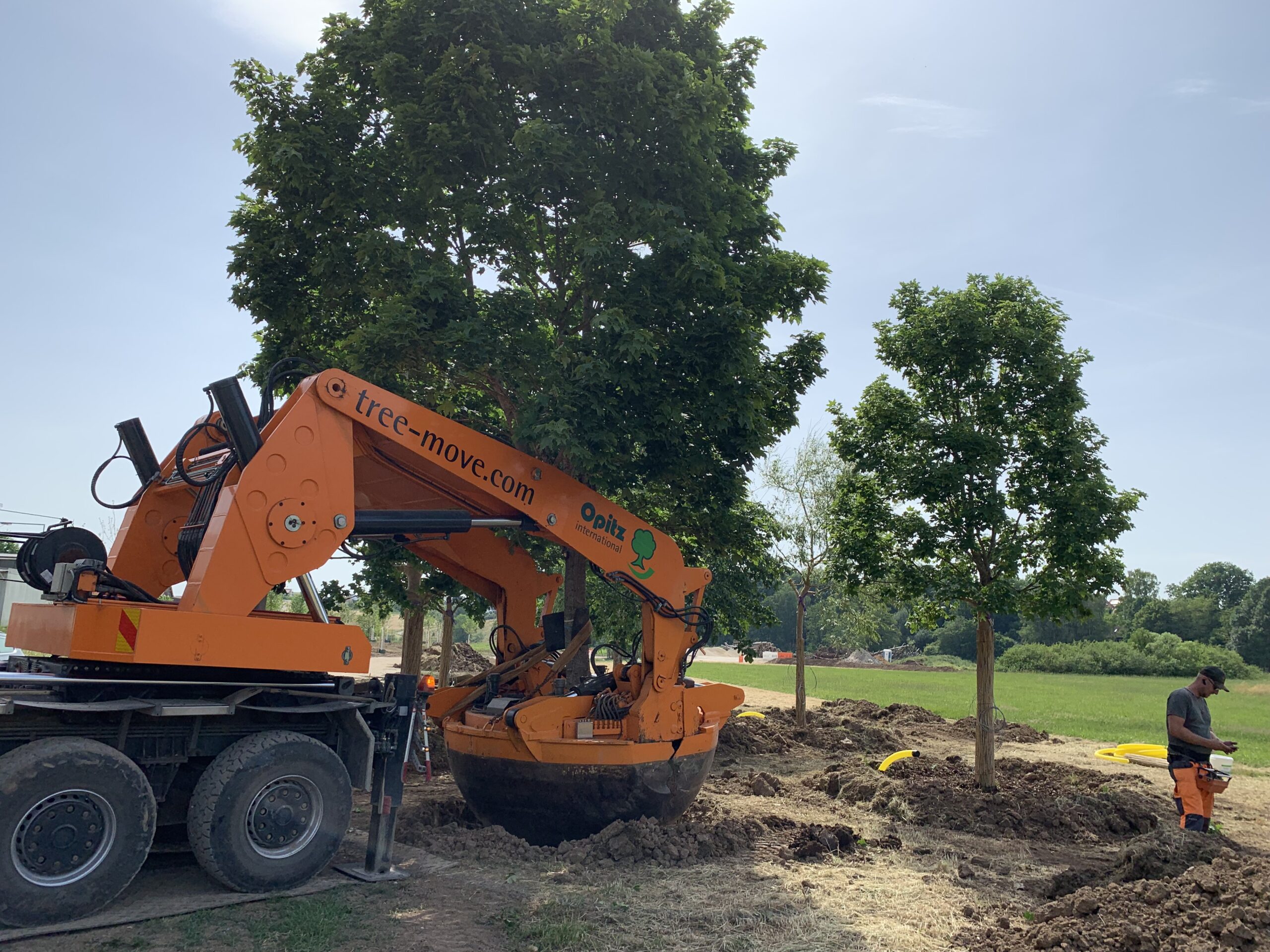 Großbaumverpflanzung auf dem LGS-Areal - Landesgartenschau Ellwangen